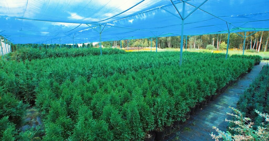 Fidan yetiştiriciliği Gorod Mechta, Mytişçi, foto