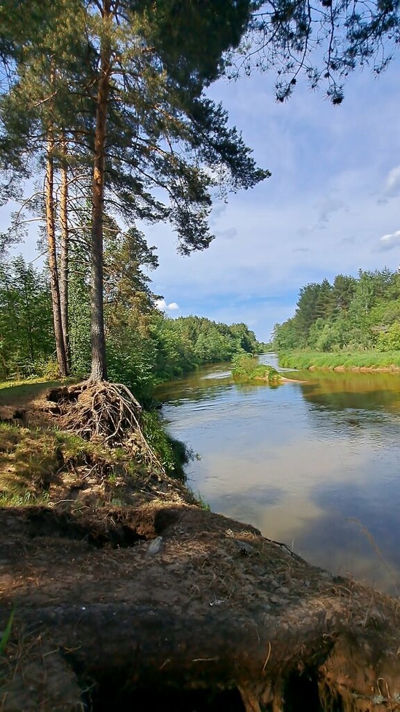 Piknik alanı Место для пикника, Vladimirskaya oblastı, foto
