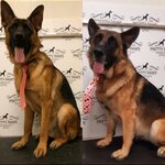 Pretty Paws (Via Rizzitelli No:71, Barletta), petshop  Barletta'dan