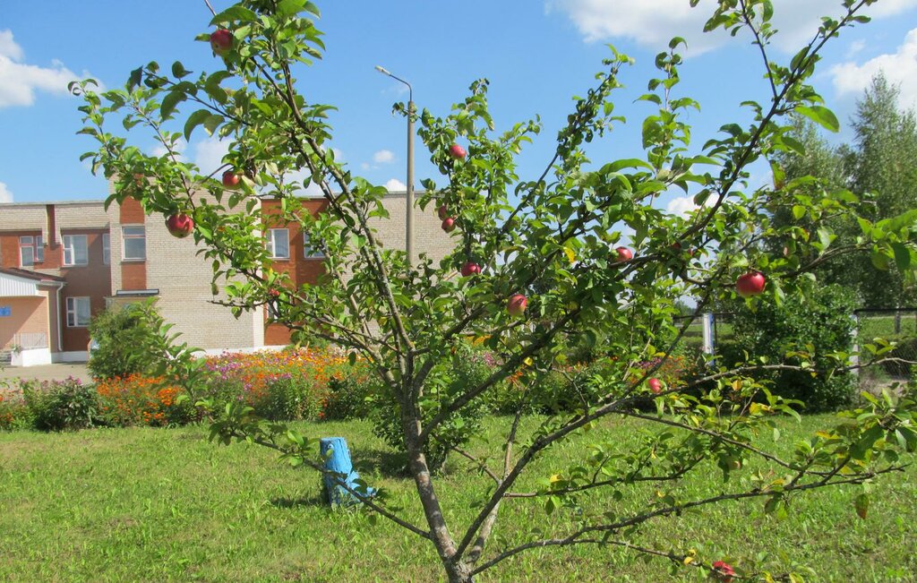 Ortaokul Зубревичская детский сад-средняя школа, Vitebskaya oblastı, foto