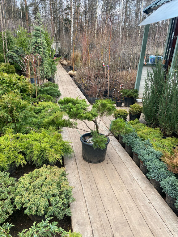 Sera ve bahçe ürünleri White Green House, Mytişçi, foto