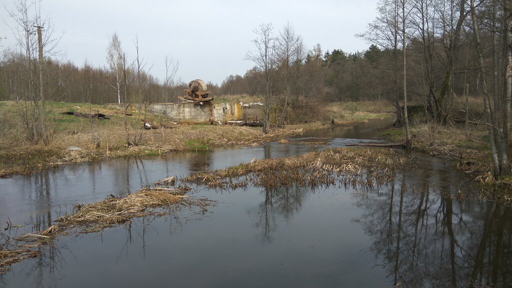 Doğa koruma alanı Липичанская пуща, Grodnenskaya oblastı, foto