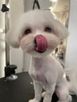 Say me Woof (ulitsa Vladimira Zarovnogo No:22), evcil hayvan kuaförleri  Novosibirsk'ten