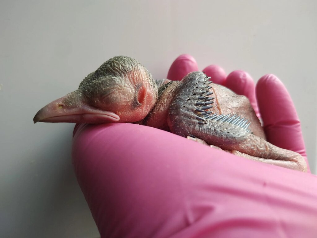 Yardım kuruluşları Воронье Гнездо, Moskova, foto