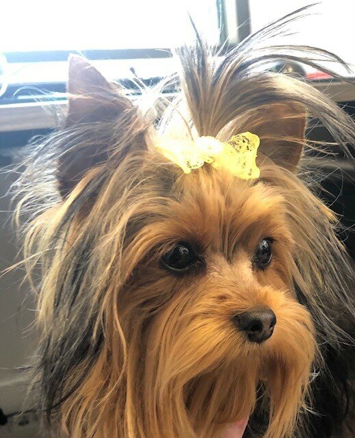 Sigorta şirketleri State Farm: Bryan Ross, Chandler, foto