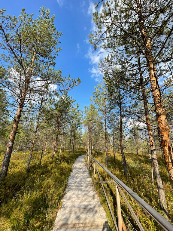 Seyir terası Смотровая площадка, Moskova ve Moskovskaya oblastı, foto