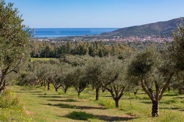 Tarım ürünleri firmaları Casa Bonaria, Sardunya, foto