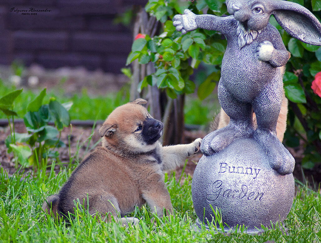 Evcil hayvan yetiştiricileri Kumiko Yoshi, Nijegorodskaya oblastı, foto