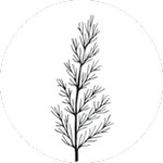 Warm Cedar (Selenginskaya ulitsa No:7/2, Kalininskiy City Administrative District, mikrorayon Pashino), hamam ve sauna inşaatı  Novosibirsk'ten