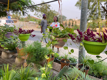 Sera ve bahçe ürünleri Ky Gardens Original, Akra, foto