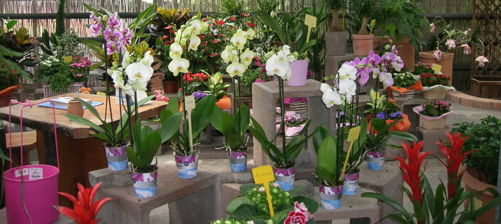 Çiçek teslimatı Garden Mazzocchi Paolo, Lombardiya, foto
