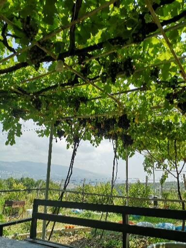 Toptan sebze ve meyve satışı Ziyalvas'ın Yeri, Yalova, foto