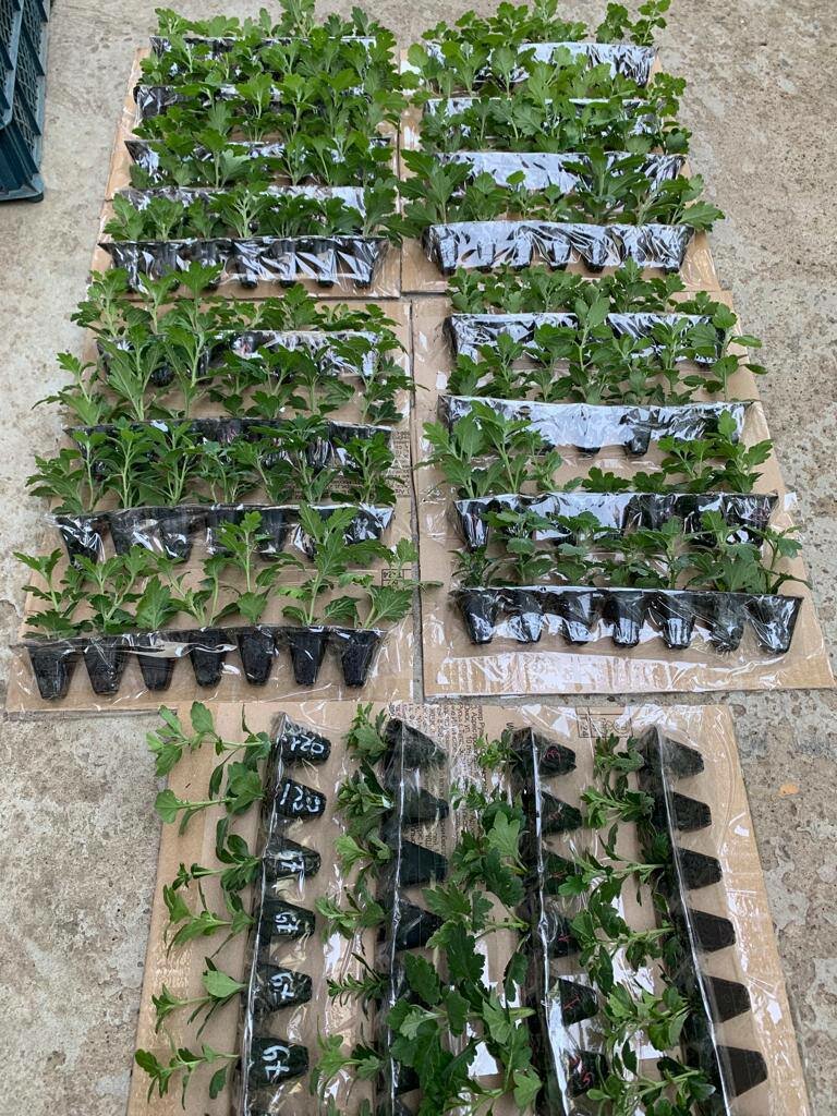 Fidan yetiştiriciliği Klumba 23, Novokubansk, foto