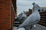 Дом с голубями (Arkhitektora Schuseva Street No:4к2), turistik yerler  Moskova'dan
