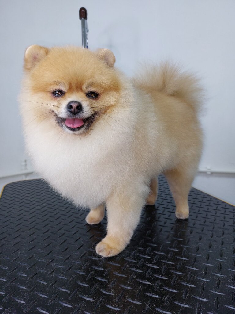 Evcil hayvan kuaförleri Fancy pets groom, Rostov‑na‑Donu, foto