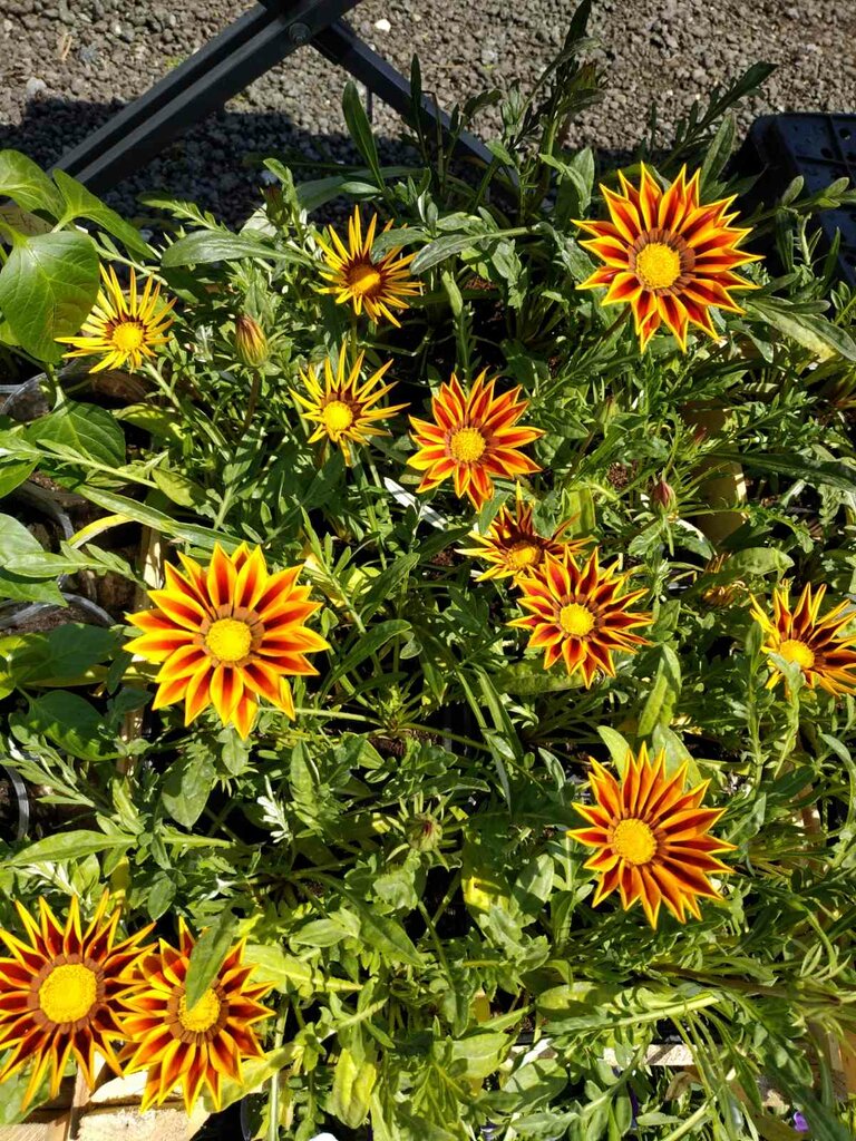 Seracılık Рассада для сада, Tiumen, foto