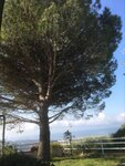 Dellepiane Giardini (Liguria, Genova, Via alla Chiesa di San Giorgio di Bavari, 47), peyzaj tasarımı  Ligurya'dan