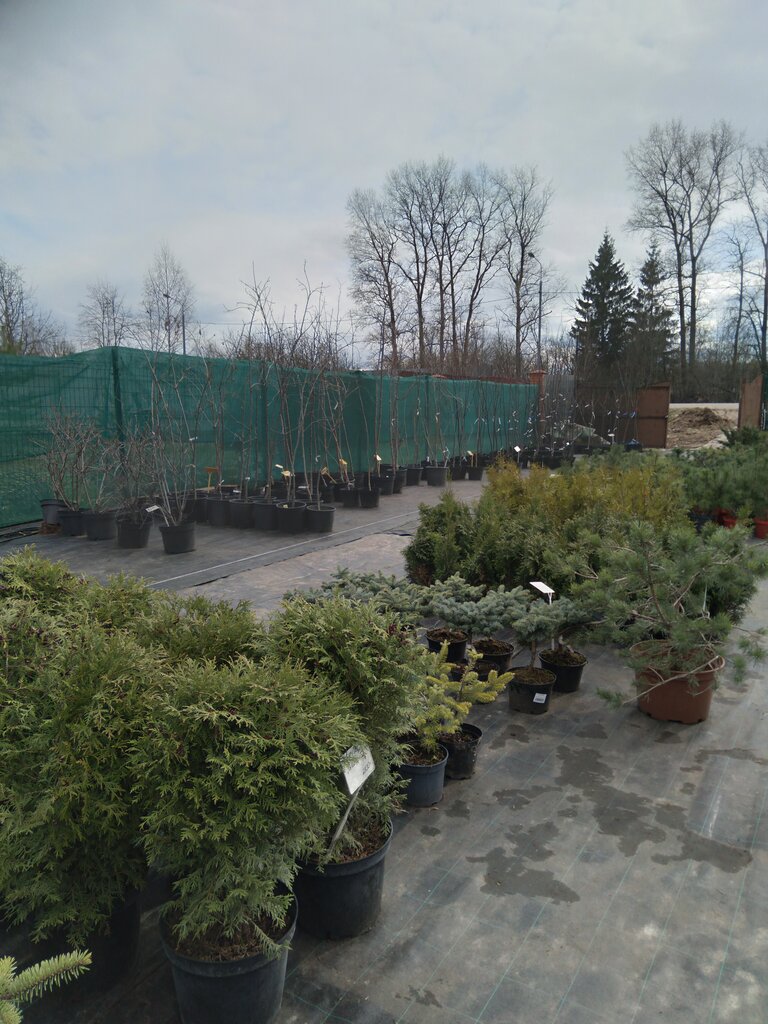 Fidan yetiştiriciliği Plant nursery Sobolek, Moskova ve Moskovskaya oblastı, foto