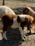 Gea Mini Mini Pony (Tuscany, province of Florence, Scandicci, Via delle Croci, 7), evcil hayvan yetiştiricileri  Toskana'dan