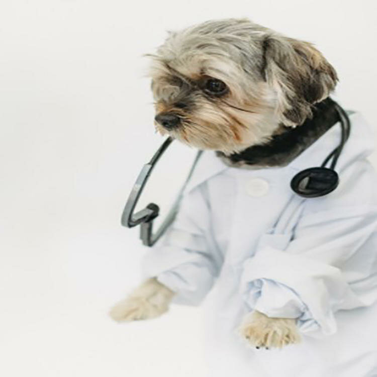 Veteriner klinikleri Clínica Veterinaria los Anturios, , foto