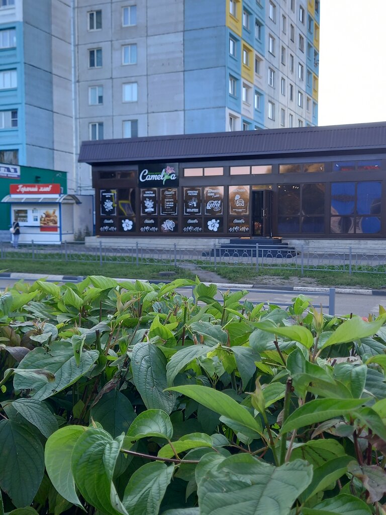 Çiçekçiler Camelia, Mejdureçensk, foto