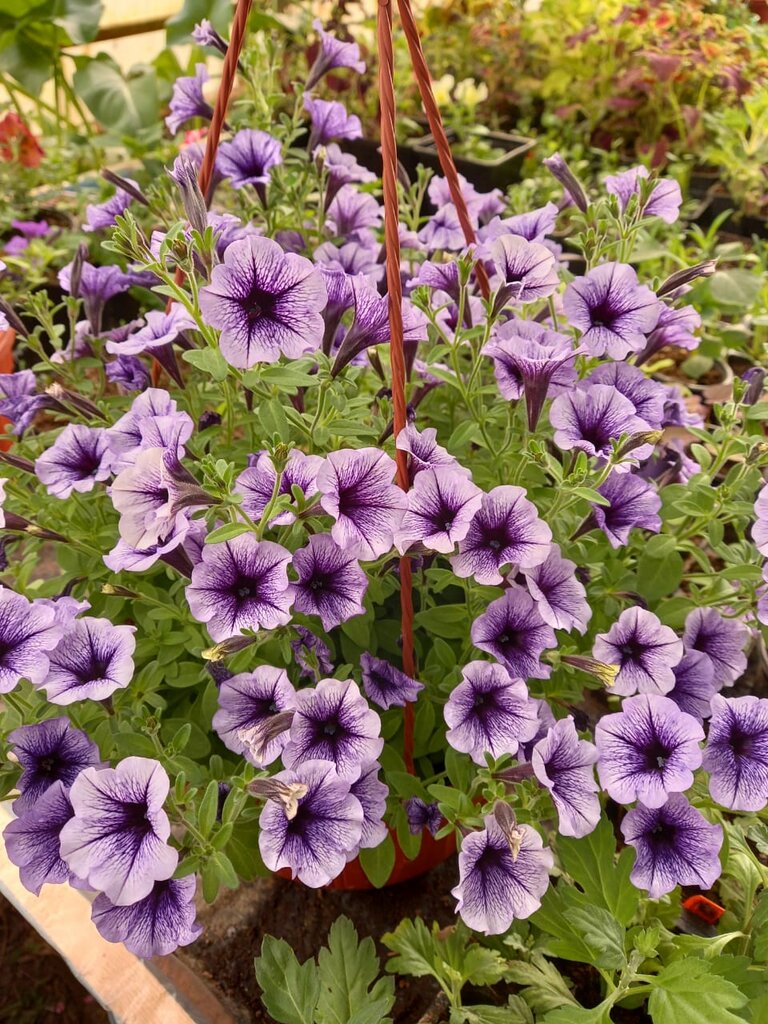 Fidan yetiştiriciliği Saplings and seedlings, Mtsensk, foto