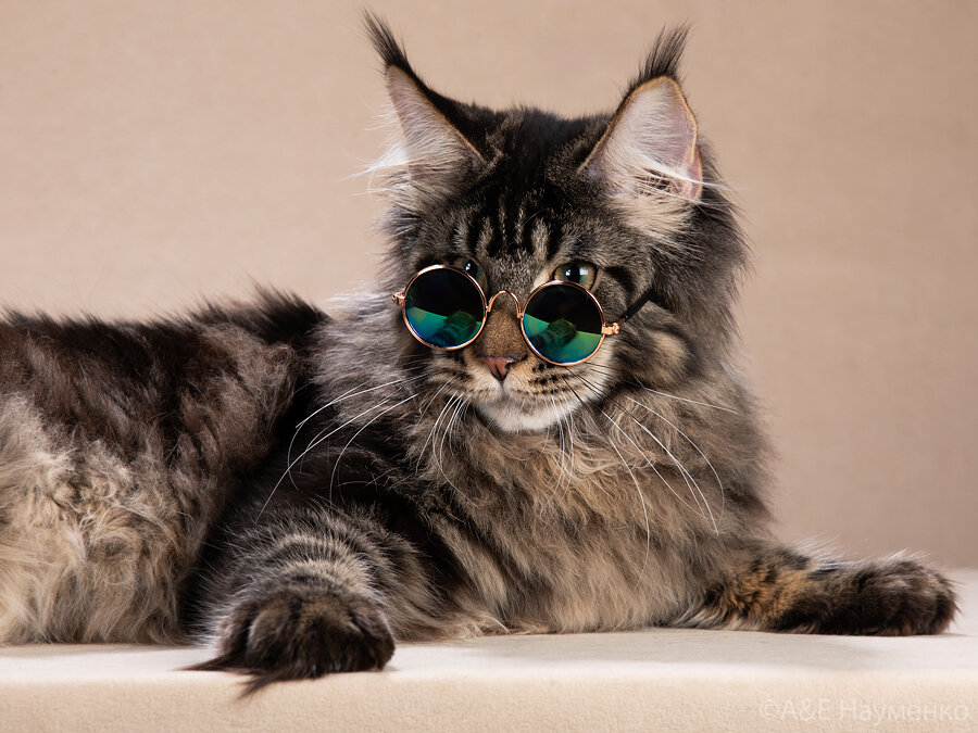 Evcil hayvan yetiştiricileri MaxCoon, Moskova ve Moskovskaya oblastı, foto