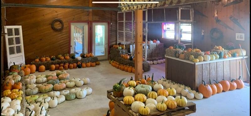 Yapay çam ağaçları ve süsleri Nolan Nursery, Ohio Eyaleti, foto