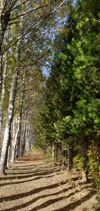 Кедровая аллея (Perm Territory, Bolshesosnovskiy okrug, derevnya Krasny Yar), doğa  Permski krayından