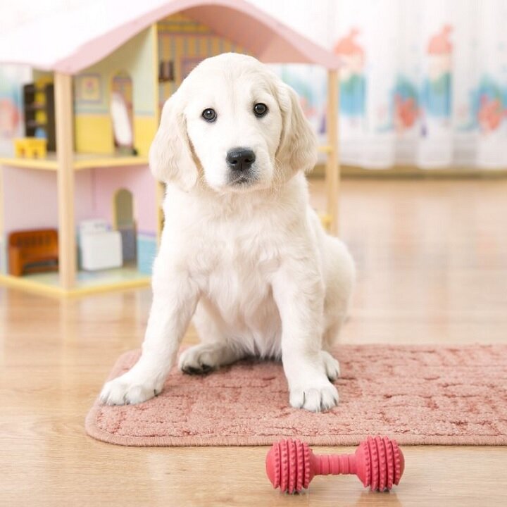 Petshop Criadero King Boo, , foto