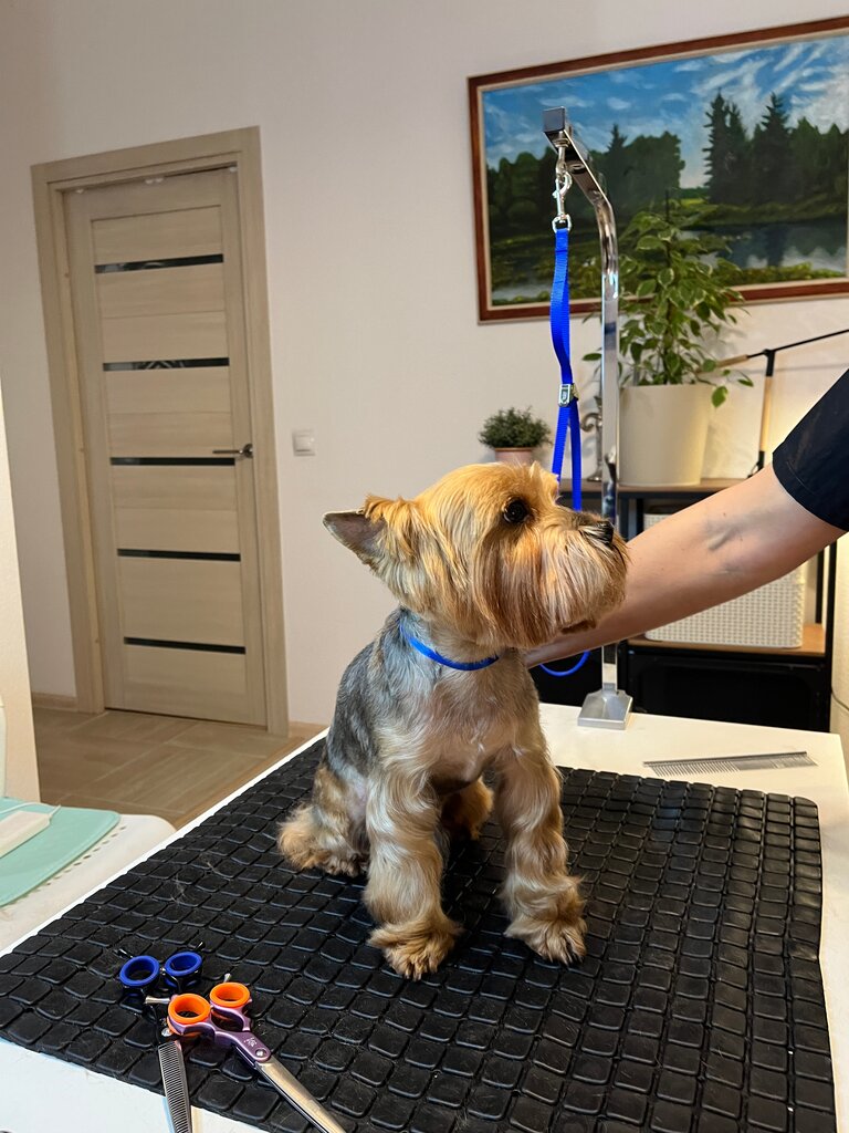 Evcil hayvan kuaförleri Tamara. Groom - dog's grooming, Kudrovo, foto