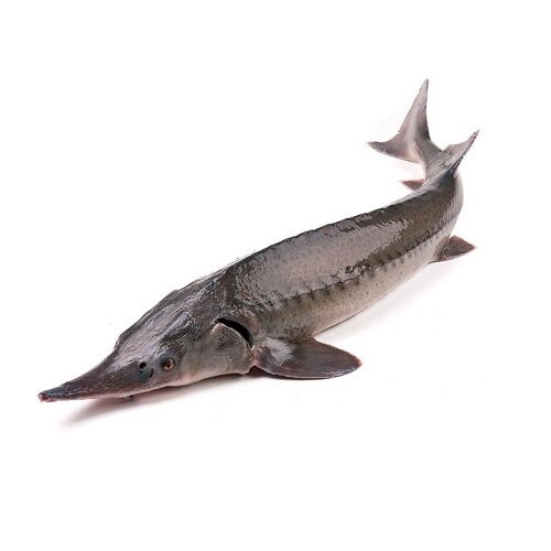 Balık çiftçiliği ve toptancıları Фермерская рыба Samfish, Vladimirskaya oblastı, foto