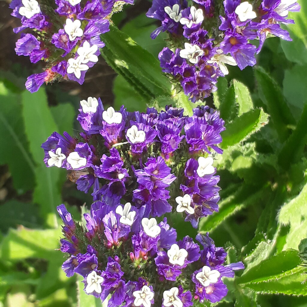 Sera ve bahçe ürünleri Природное земледелие, Birsk, foto