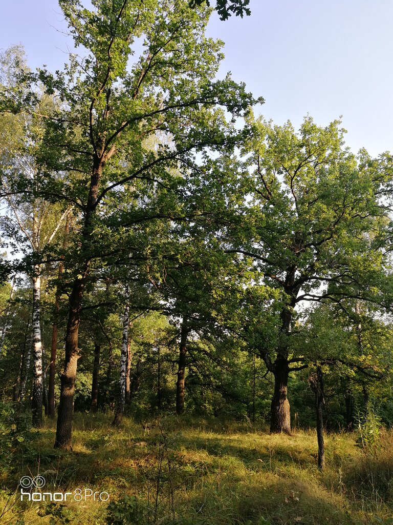 Orman Городская роща, Yefremov, foto