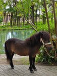 Мини-зоопарк (Autonomous Republic of Abkhazia, Akhali Atoni, Primorskiy park), hayvan muhafazaları  New Athos'tan