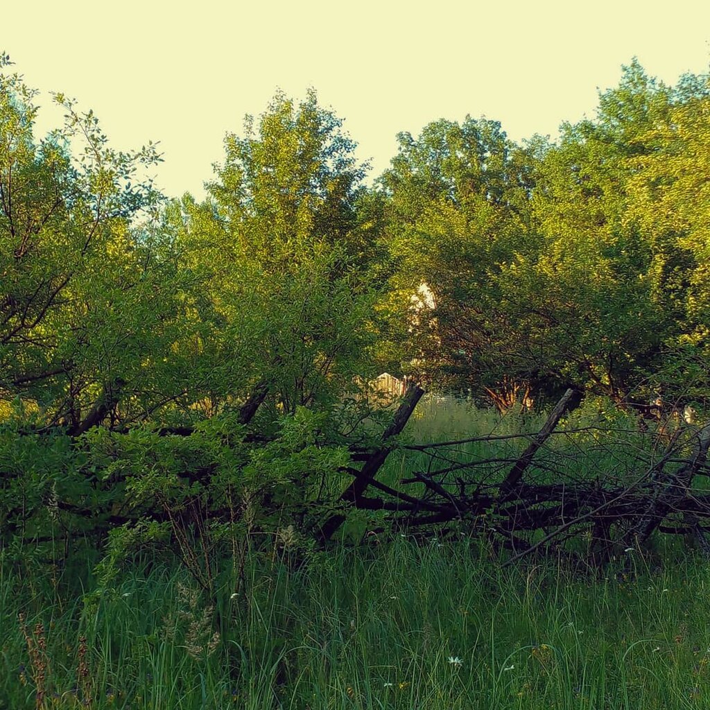Orman Ходов лес, Lipetskaya oblastı, foto