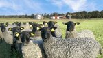 Kälder Gård & Skinnbod Ab (Gotland, Havdhem Kälder, 904), hayvancılık  Gotland Vilayeti'nden