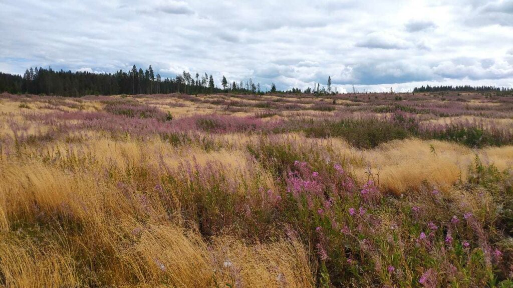 Dağ zirvesi Аист, Saint‑Petersburg ve Leningradskaya oblastı, foto