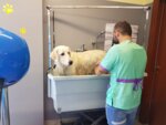 Lovely Pet Toelettatura per Cani e Gatti (Calabria, Cosenza, Contrada Petraro), petshop  Calabria'dan