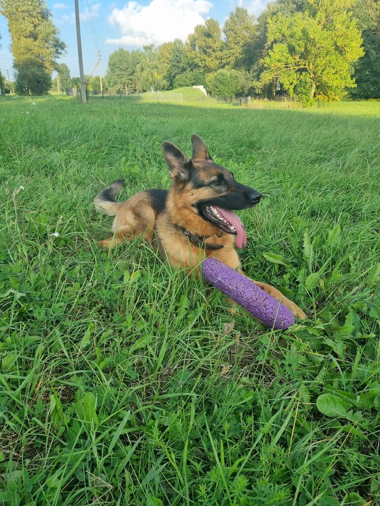 Hayvanat bahçesi merkezi Дрессировка собак в Минске, Minsk, foto