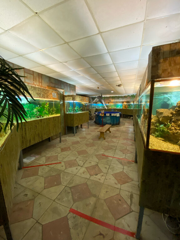 Eğlence merkezleri Nikolaev Aquarium, Kırım Cumhuriyeti, foto