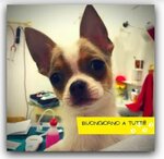 Studio Veterinario Associato Dr. ssa Chiara Rossini e Dr. ssa Giada Silvestri (Tuscany, Pisa, Via Livornese, 18), veteriner klinikleri  Pisa'dan