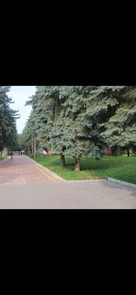 Kültür ve eğlence parkları аллея Голубых елей, Nalchik, foto