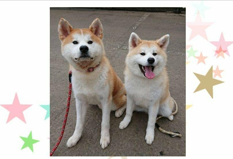 Otel Annex Royal Hotel, , foto