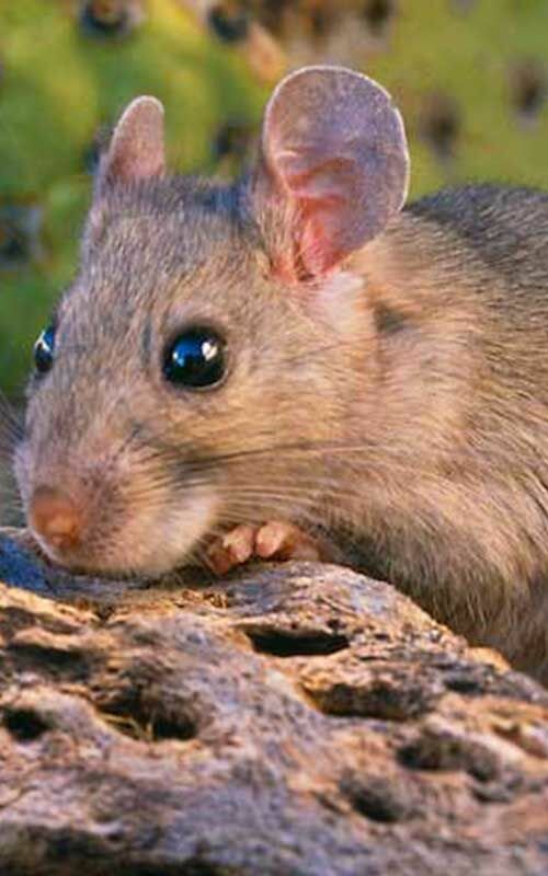 Haşere ilaçlama firmaları Animal Experts, Inc, Arizona Eyaleti, foto