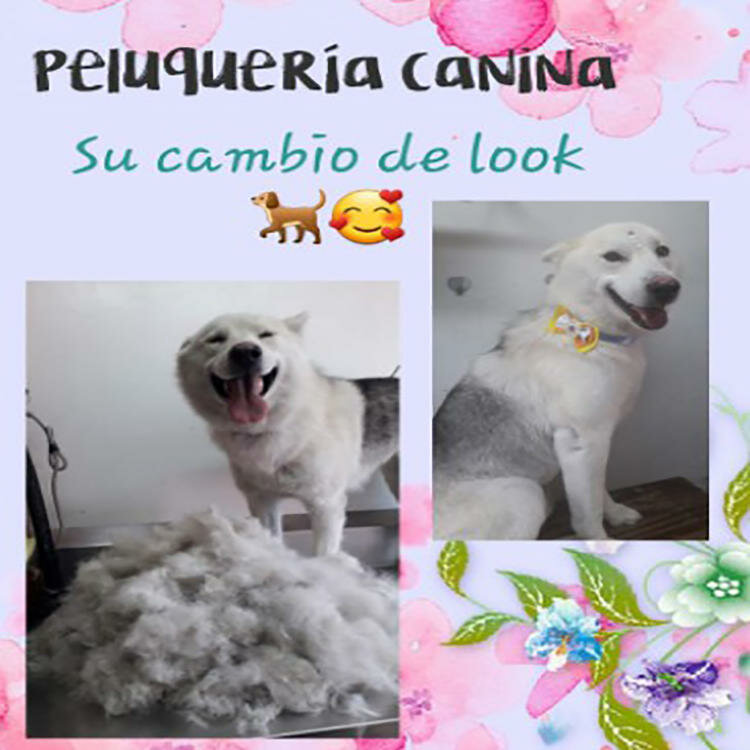 Evcil hayvan kuaförleri Nuny Peluquería Canina, Kito, foto