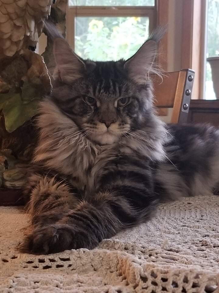 Evcil hayvan yetiştiricileri MaxCoon, Moskova ve Moskovskaya oblastı, foto