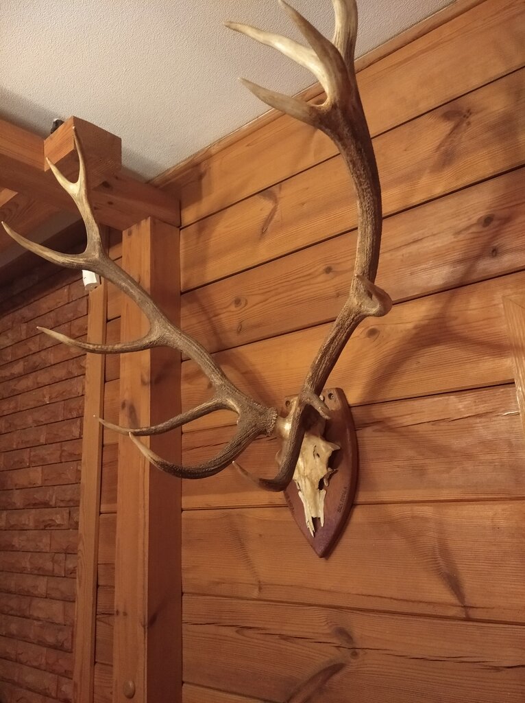 Resort oteller, tesisler Дачи ДИПсервиса, Minsk, foto