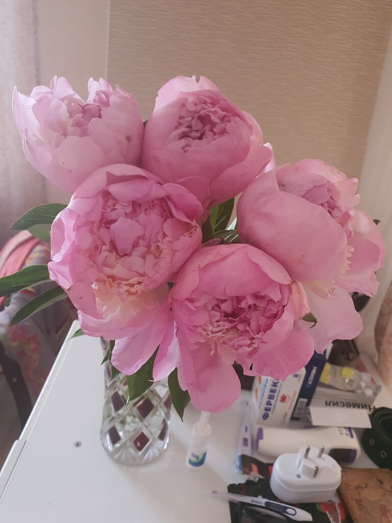 Çiçekçiler Цветочница, Vidnoye, foto