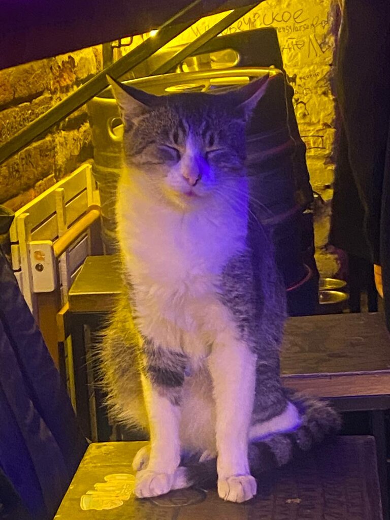 Turistik yerler Кот Ёрш, Tiflis, foto